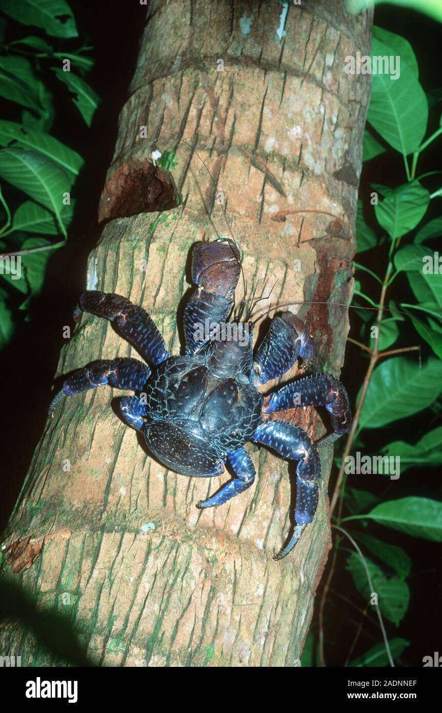 Robber crab (Birgus latro) climbing a palm tree trunk. This crab, also ...