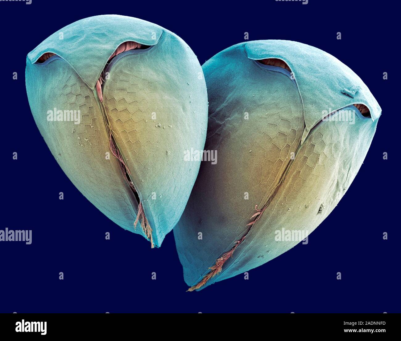 Water fleas. Coloured scanning electron micrograph (SEM) of two water ...