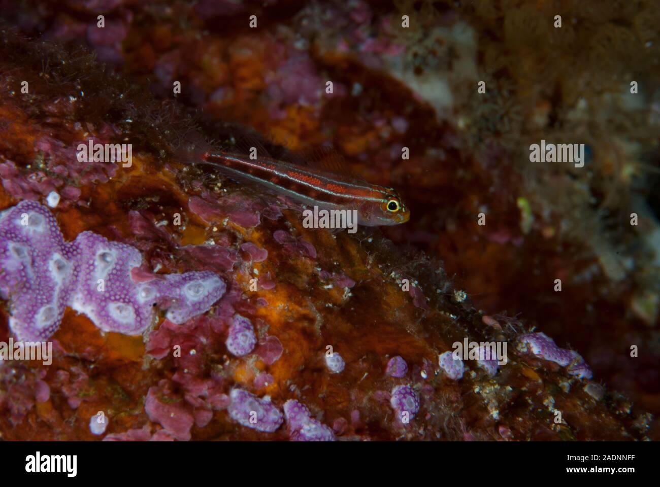 Striped triplefin fish hi-res stock photography and images - Alamy