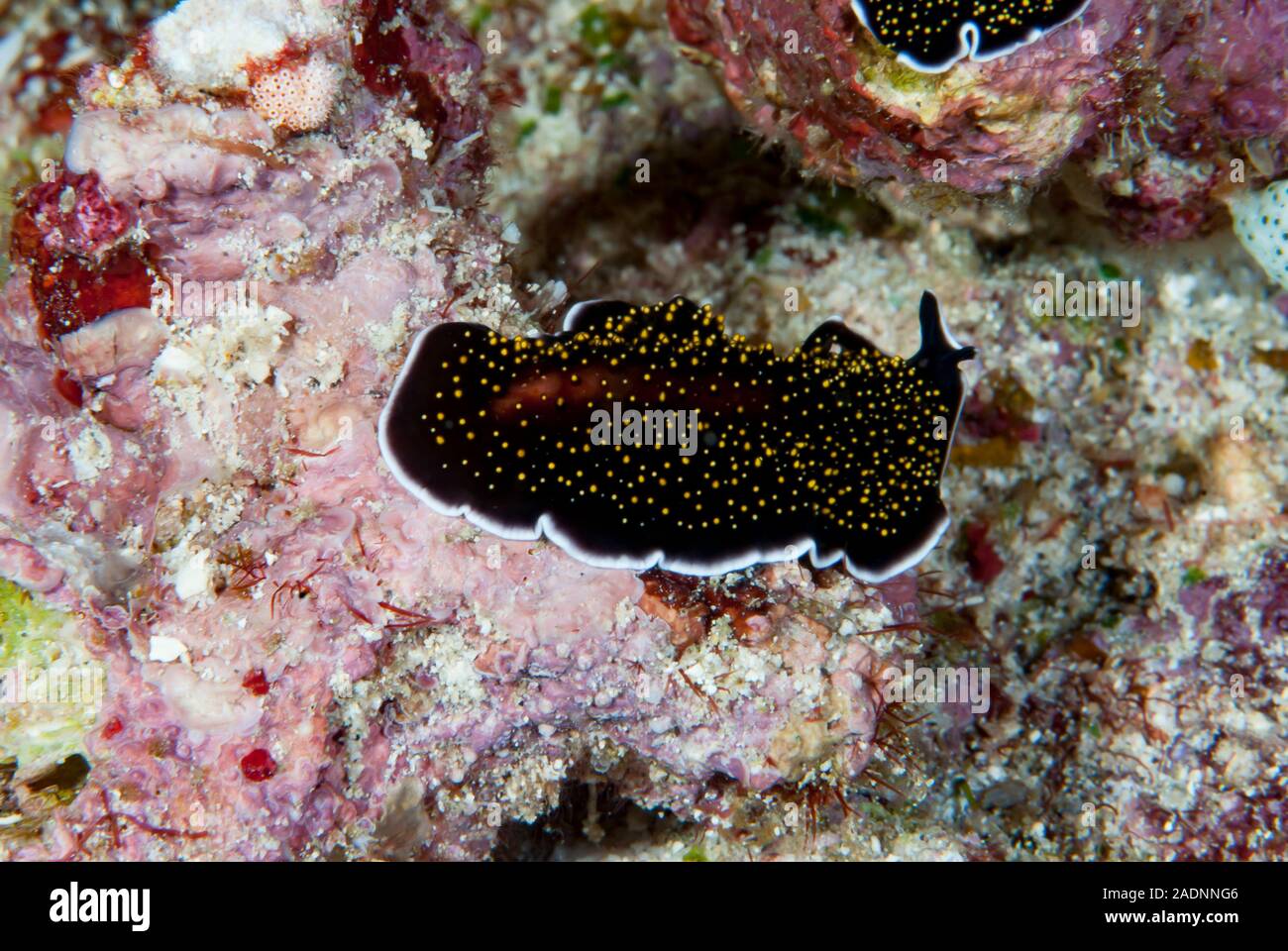 The thysanozoon hi-res stock photography and images - Alamy