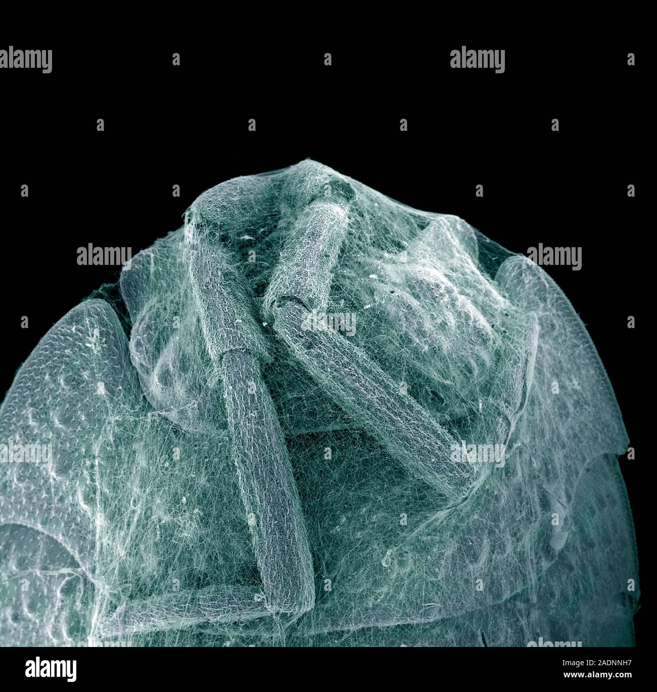 Woodlouse trapped in a spider's web, scanning electron micrograph (SEM ...