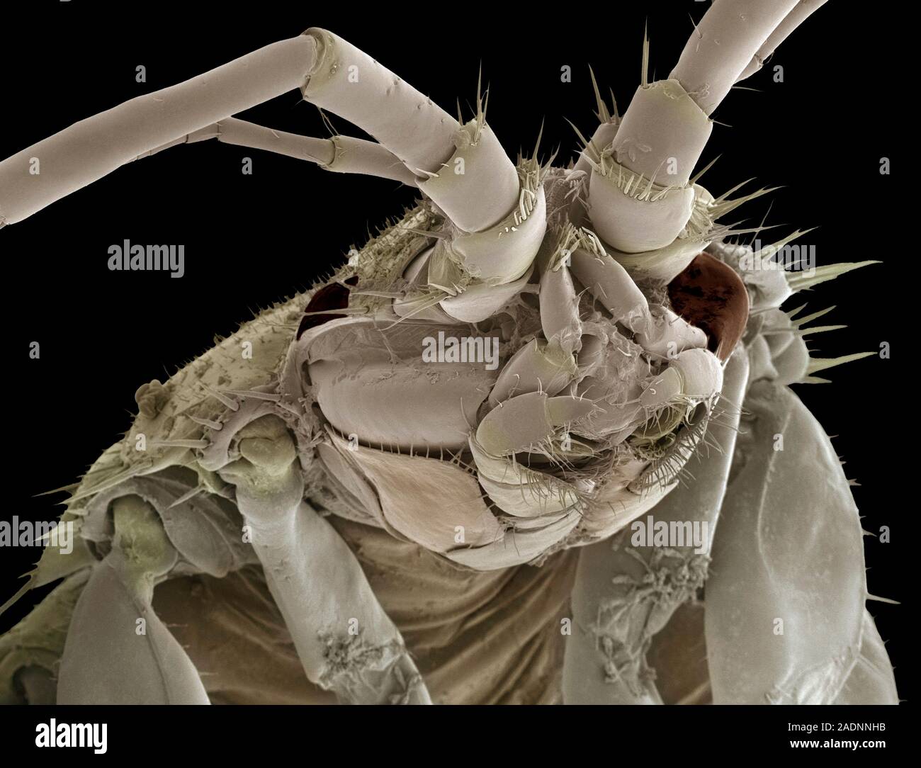 Freshwater shrimp. Coloured scanning electron micrograph (SEM) of the ...