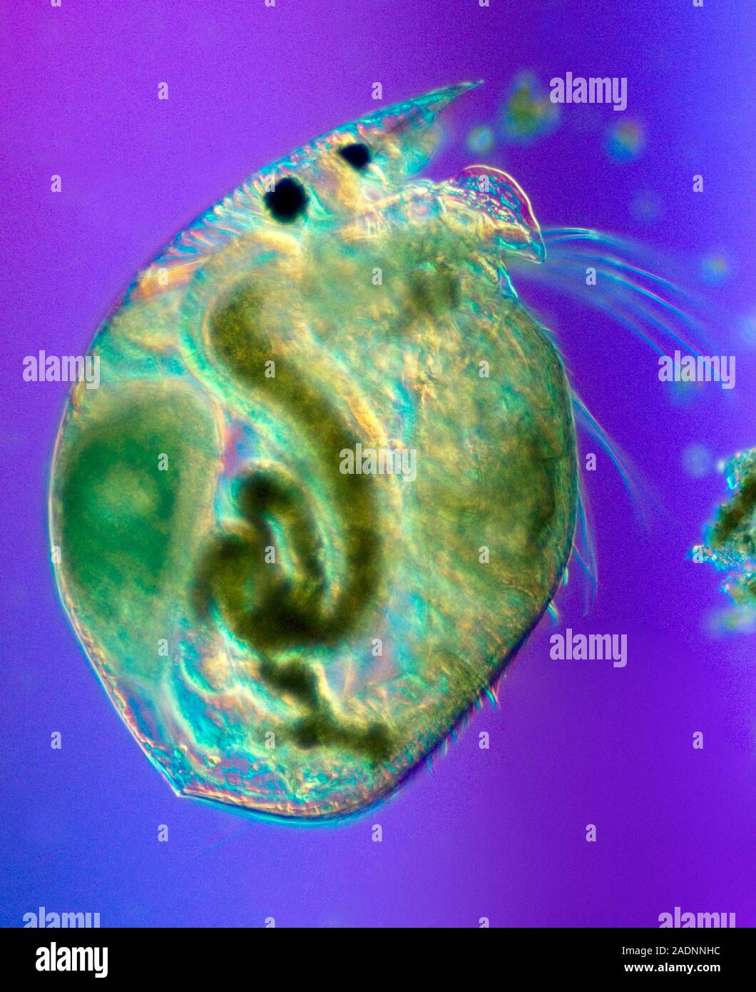 Cypris ostracod swimming. Light micrograph of a freshwater ostracod ...