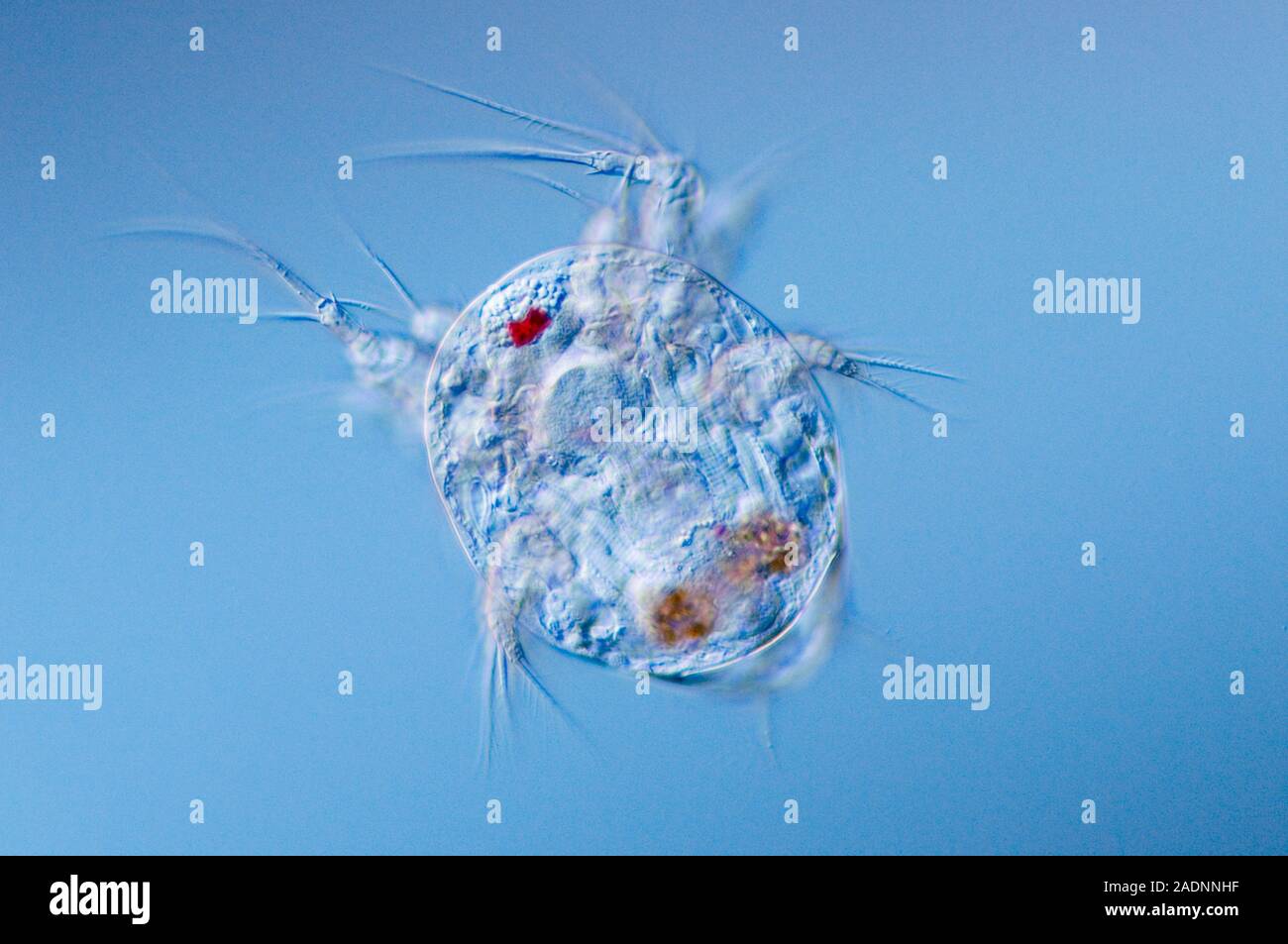 Cyclops crustacean larva. Light micrograph of a cyclops (Cyclops sp ...