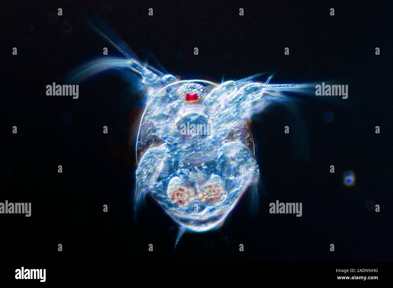 Cyclops crustacean larva. Light micrograph of a cyclops (Cyclops sp ...