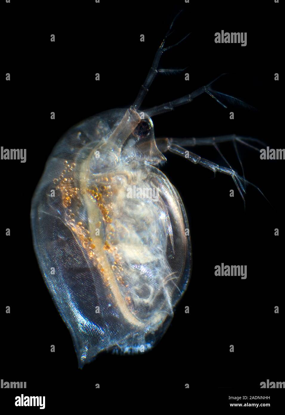 Water flea. Light micrograph of Daphnia magna, a type of water flea ...