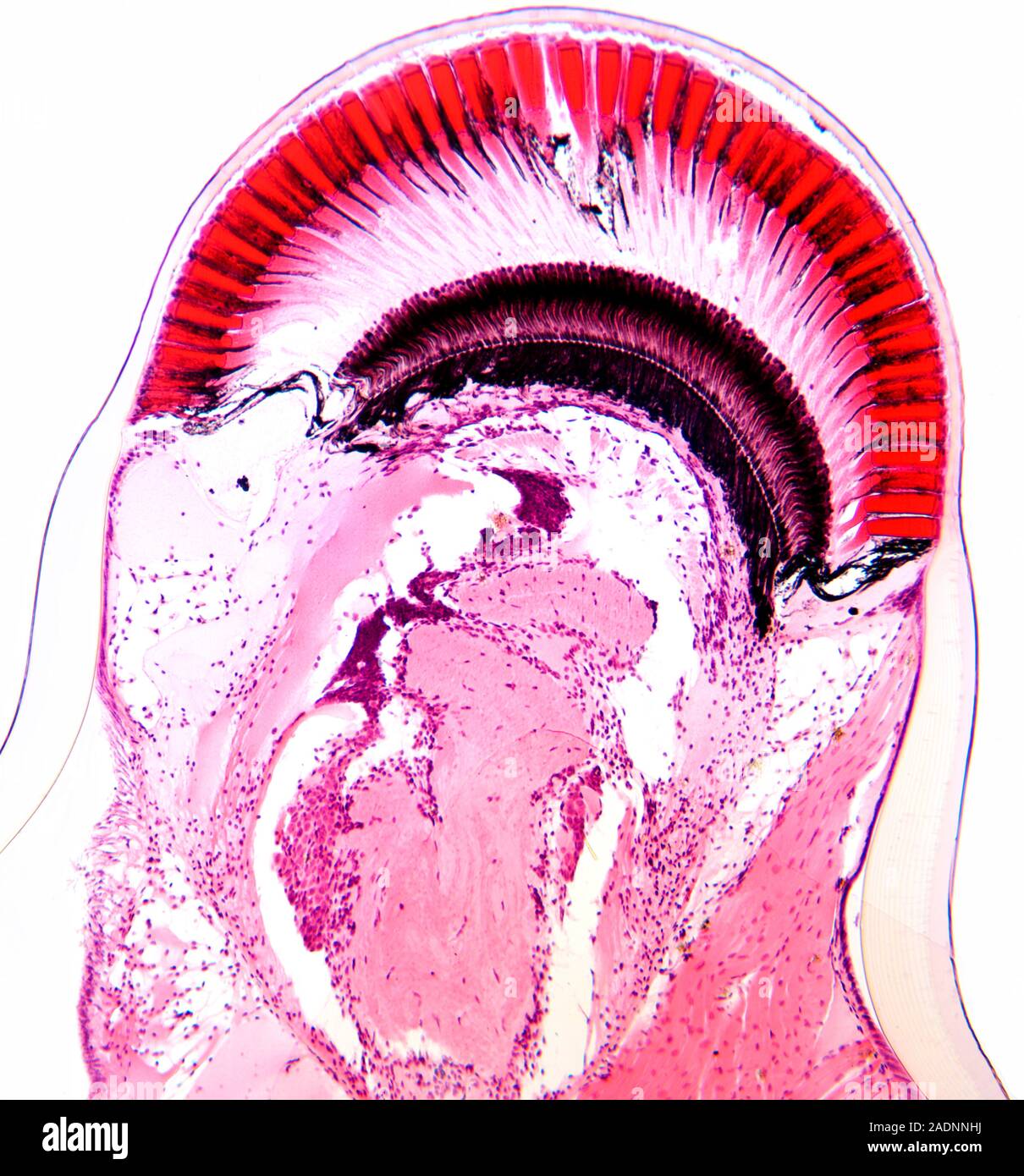 Crayfish compound eye. Light micrograph of a longitudinal section ...