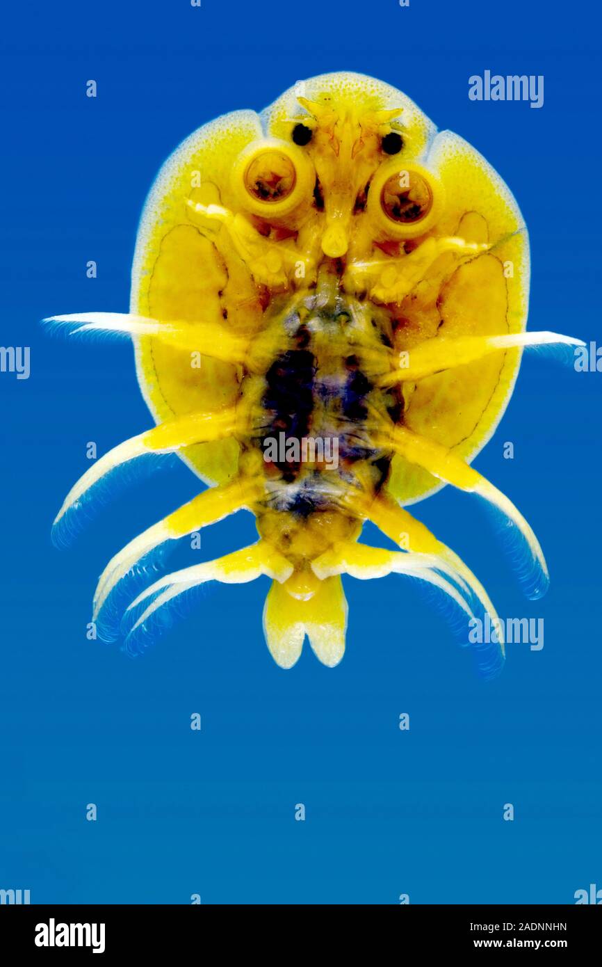 Crustacean parasite. Dark-field light micrograph of the underside of a ...