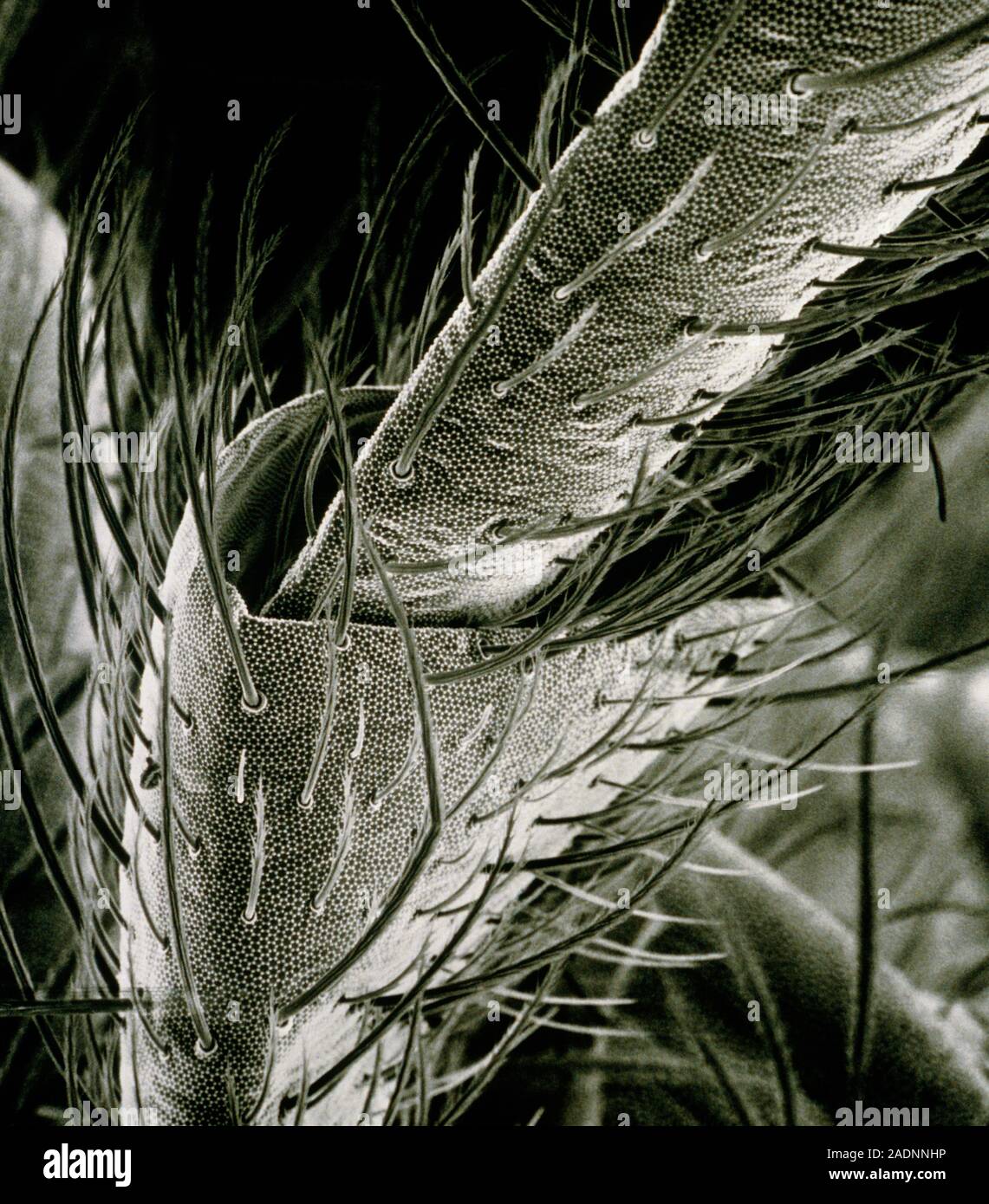 Scanning electron micrograph of the antennae of a springtail ...