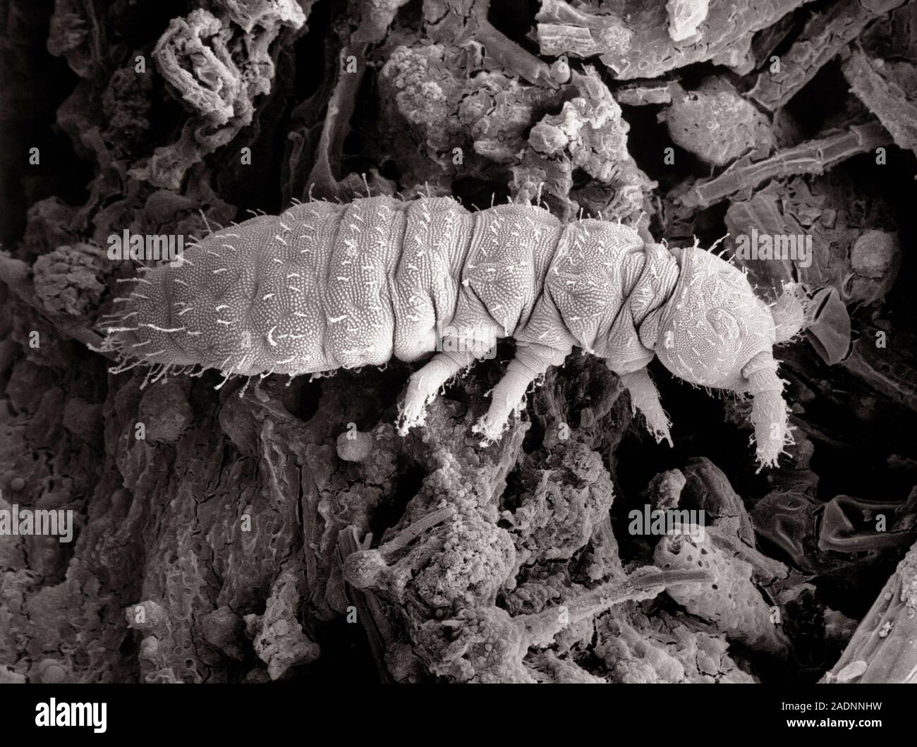 Scanning electron micrograph of an unidentified species of springtail ...