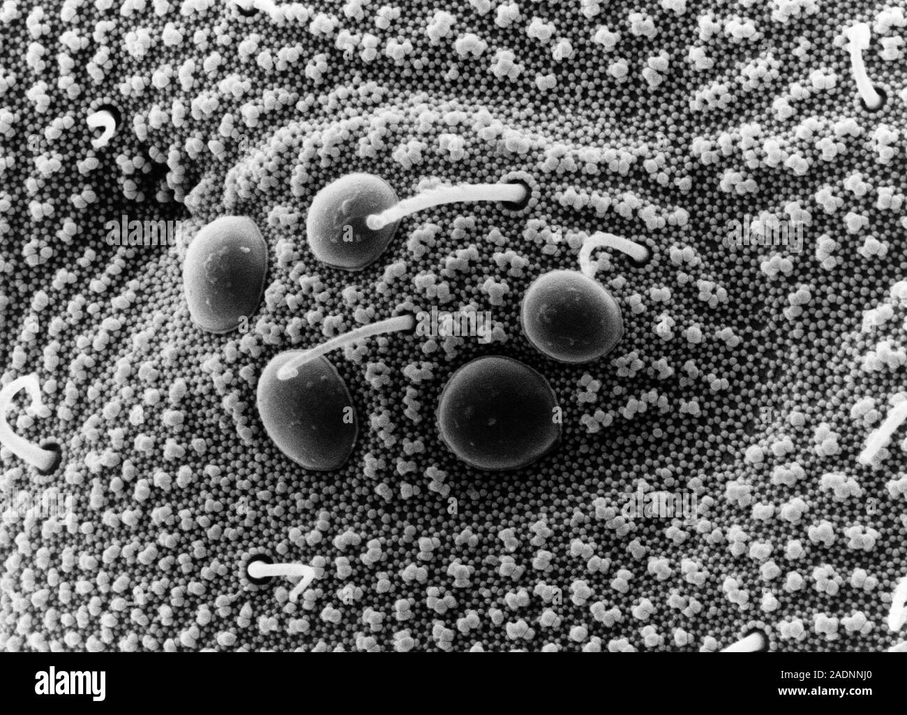 Scanning electron micrograph of the primitive eye of an unidentified ...