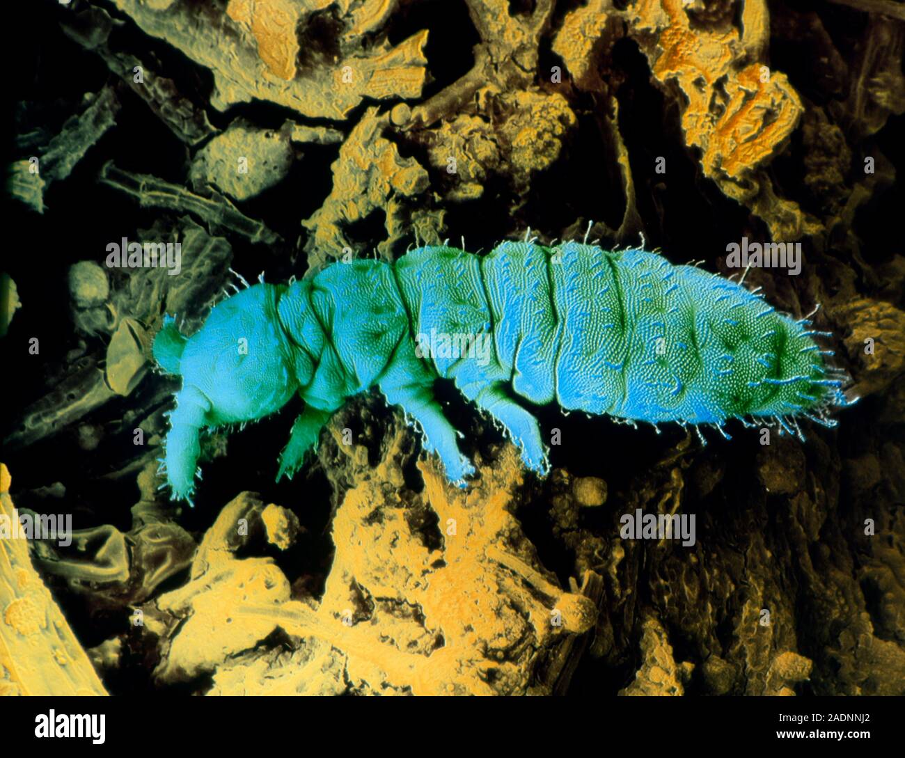 False-colour scanning electron micrograph of an unidentified species of ...