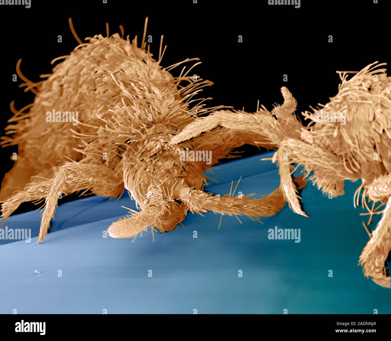 Springtails. Coloured scanning electron micrograph (SEM) of two ...