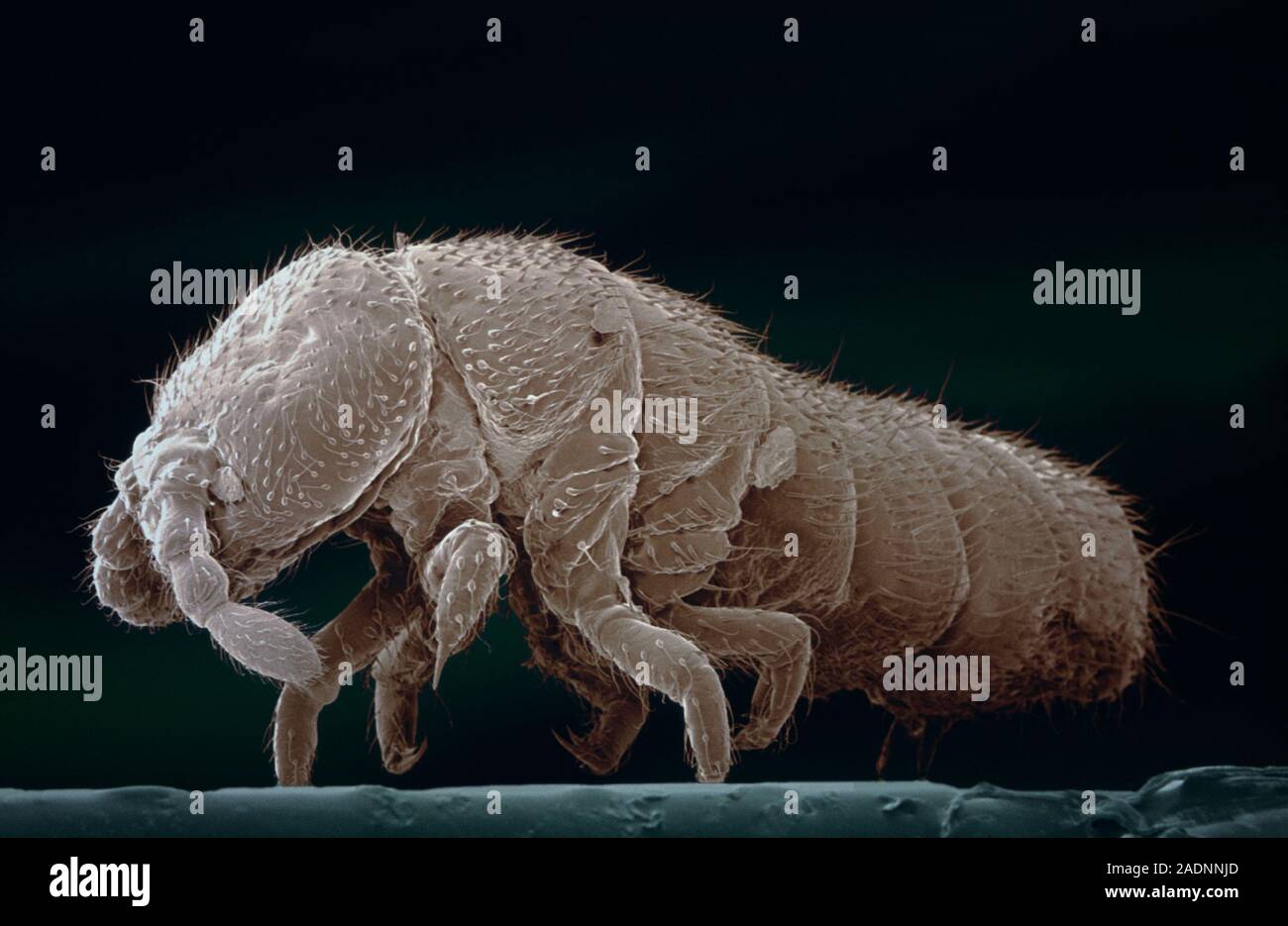 Antarctic springtail (Cryptopygus antarcticus), coloured scanning ...