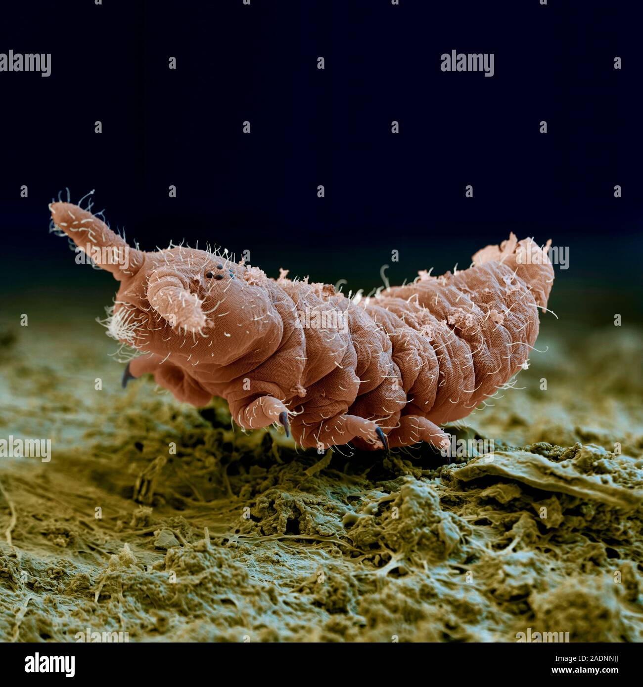 Springtail. Coloured scanning electron micrograph (SEM) of a springtail ...