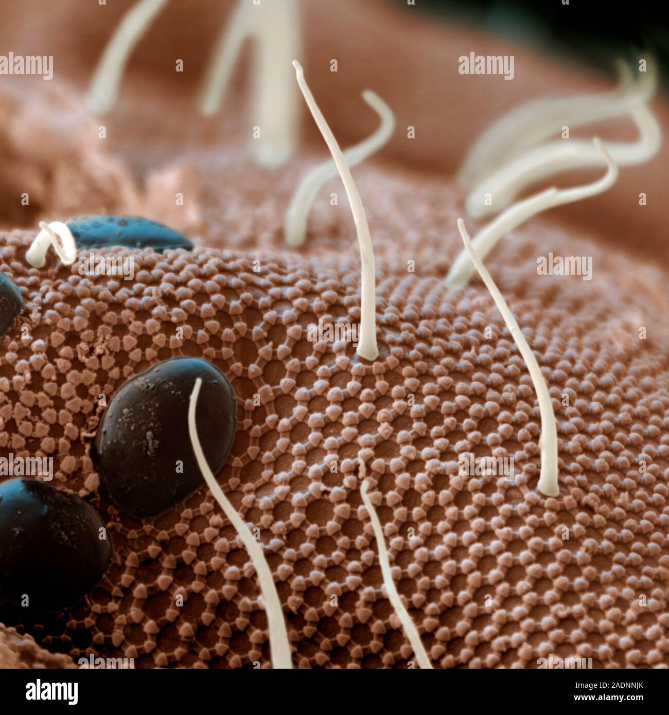 Springtail ocelli. Coloured scanning electron micrograph (SEM) of part ...