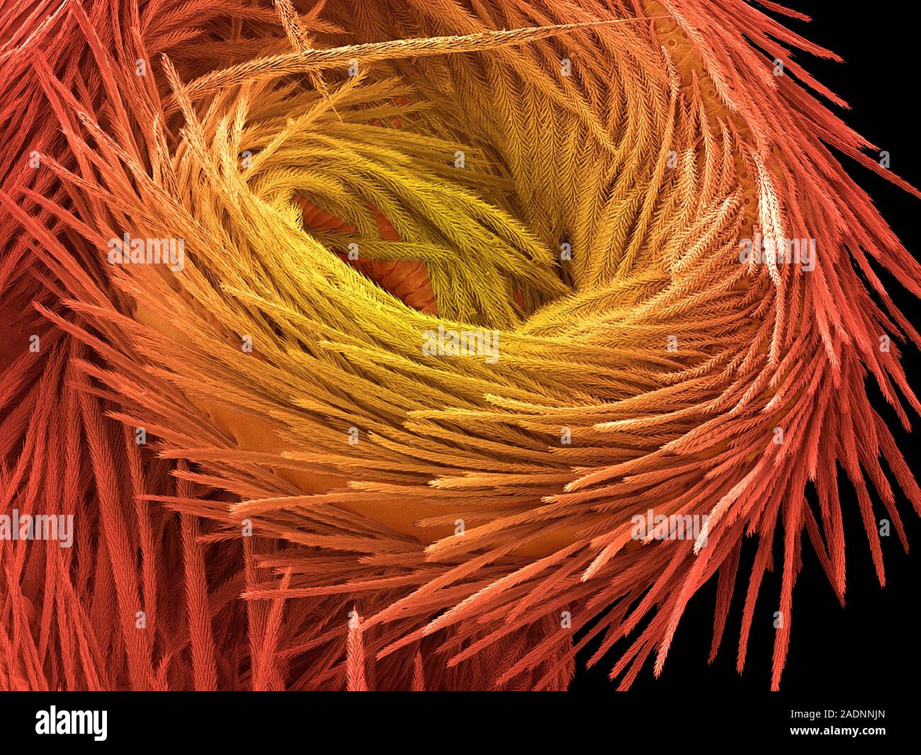 Springtail tail. Coloured scanning electron micrograph (SEM) of a ...