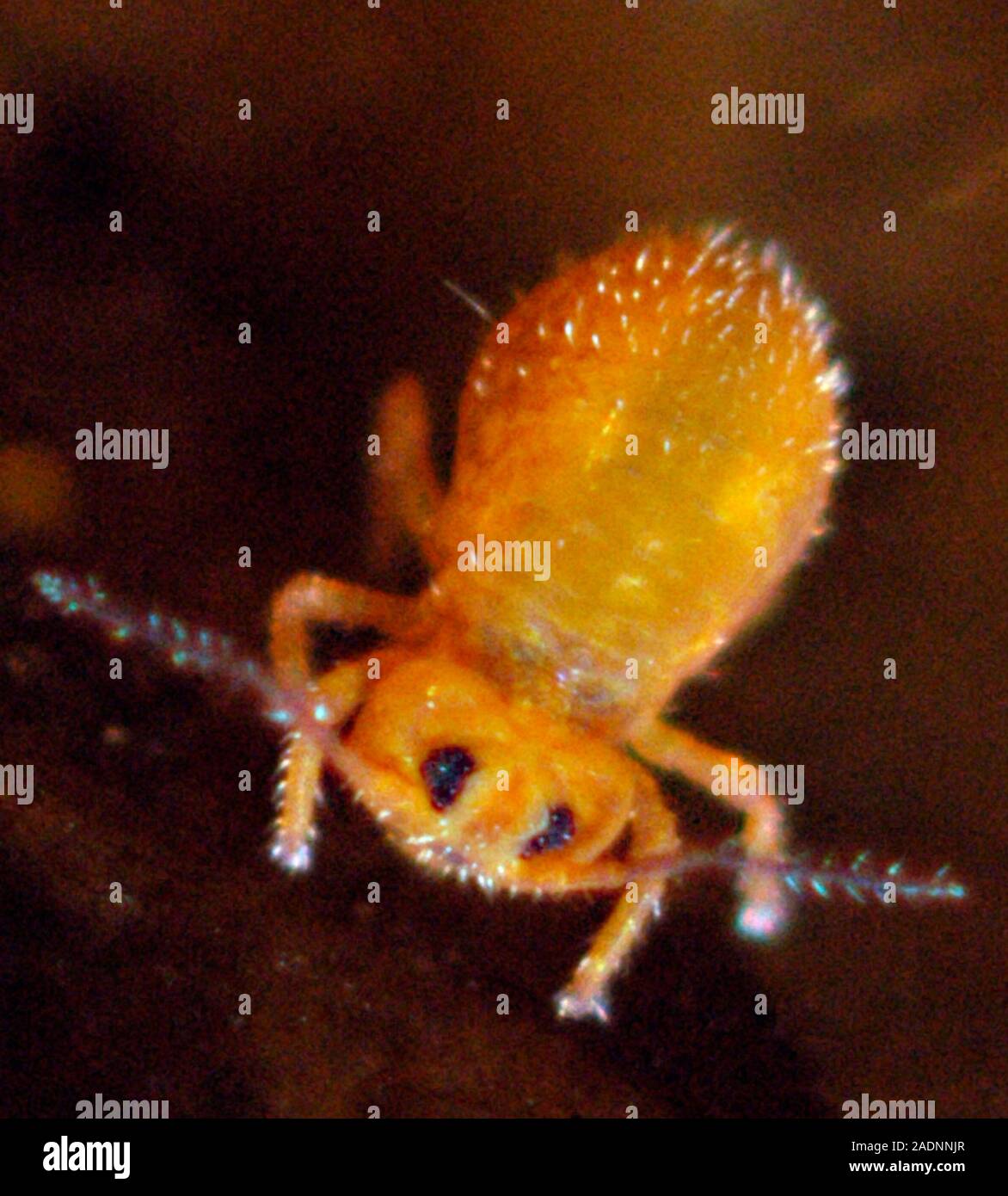 Globular springtail (Sminthurides aquaticus). This tiny insect inhabits ...