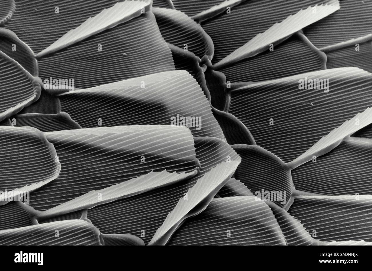 Scanning electron micrograph of the scales on the body of a silverfish ...