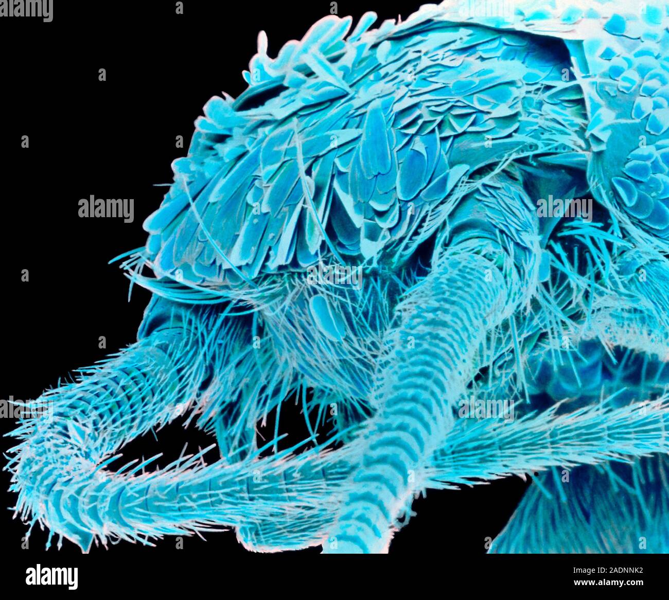 Silverfish. Coloured scanning electron micrograph of the head of a ...