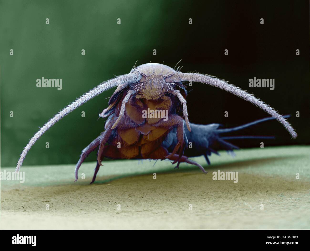 Silverfish. Coloured scanning electron micrograph (SEM) of a silverfish ...