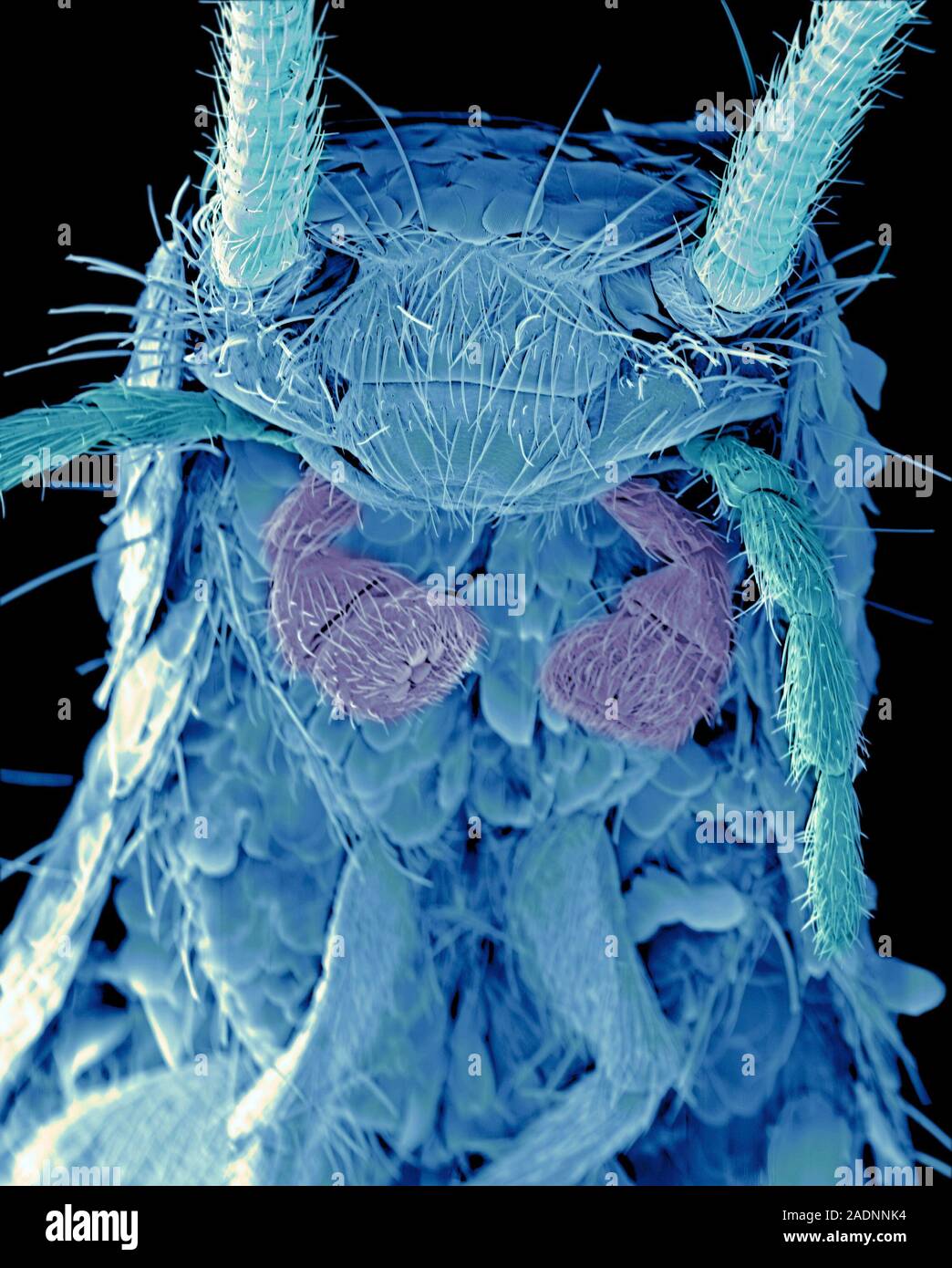Silverfish. Coloured scanning electron micrograph (SEM) of the head of ...