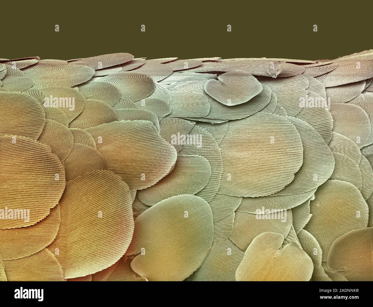 Silverfish scales, coloured scanning electron micrograph (SEM). The ...