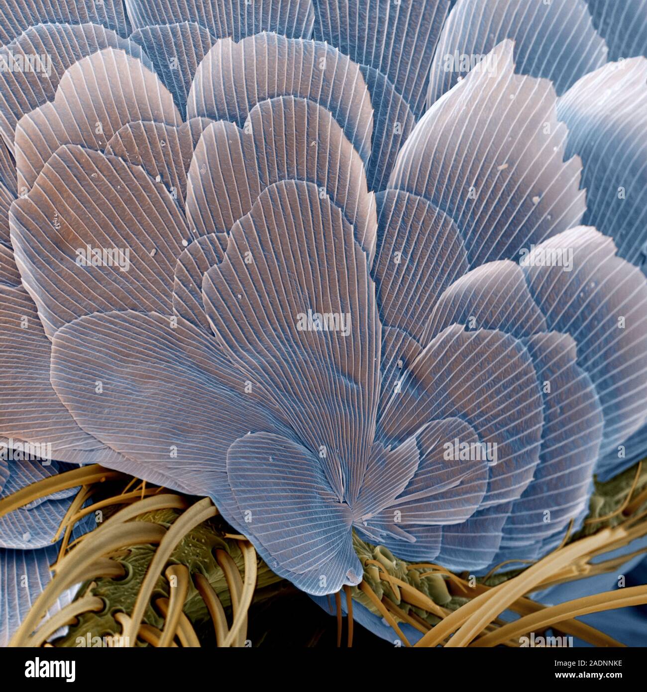 Silverfish scales. Coloured scanning electron micrograph (SEM) of ...