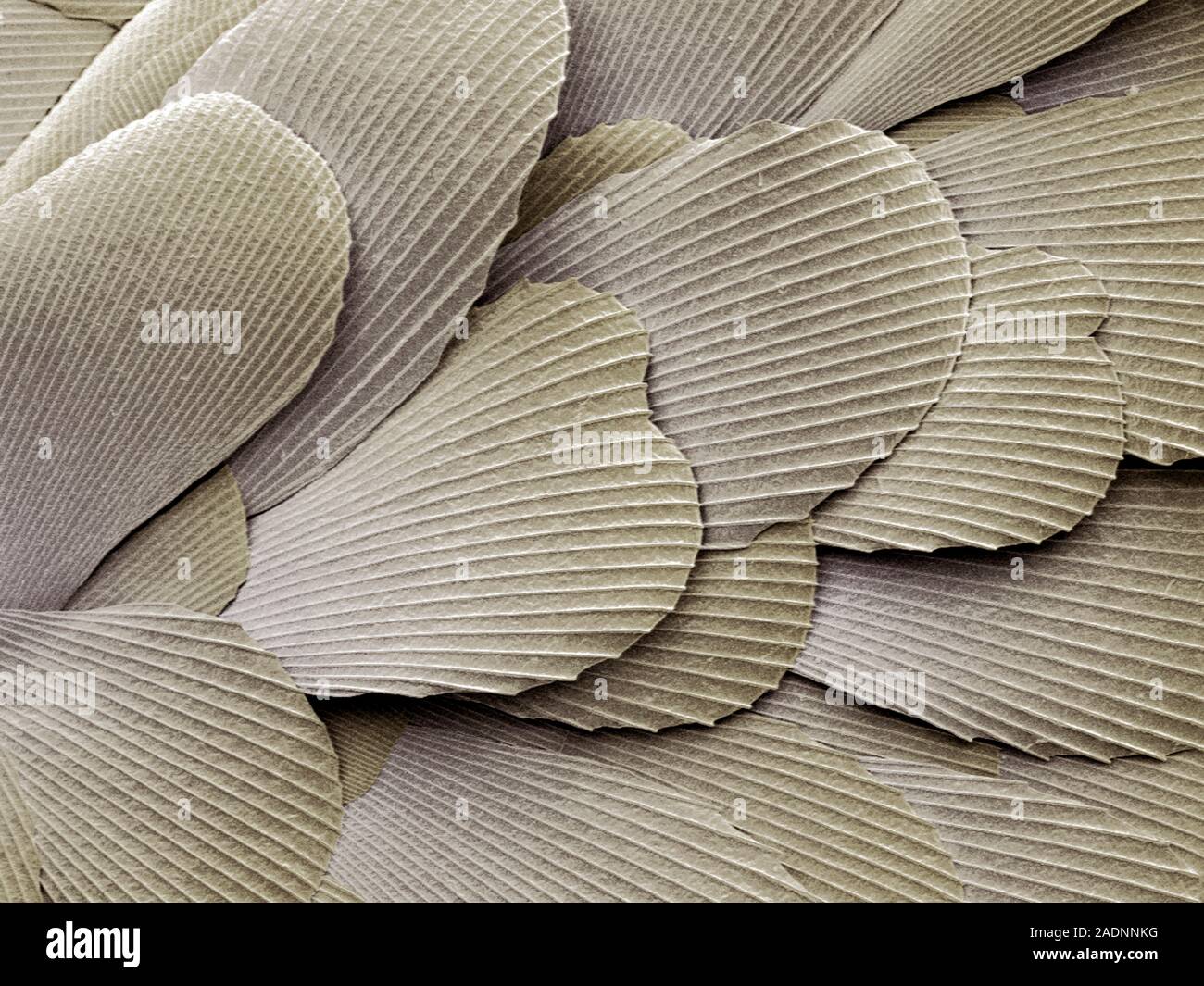Silverfish scales, coloured scanning electron micrograph (SEM). The ...