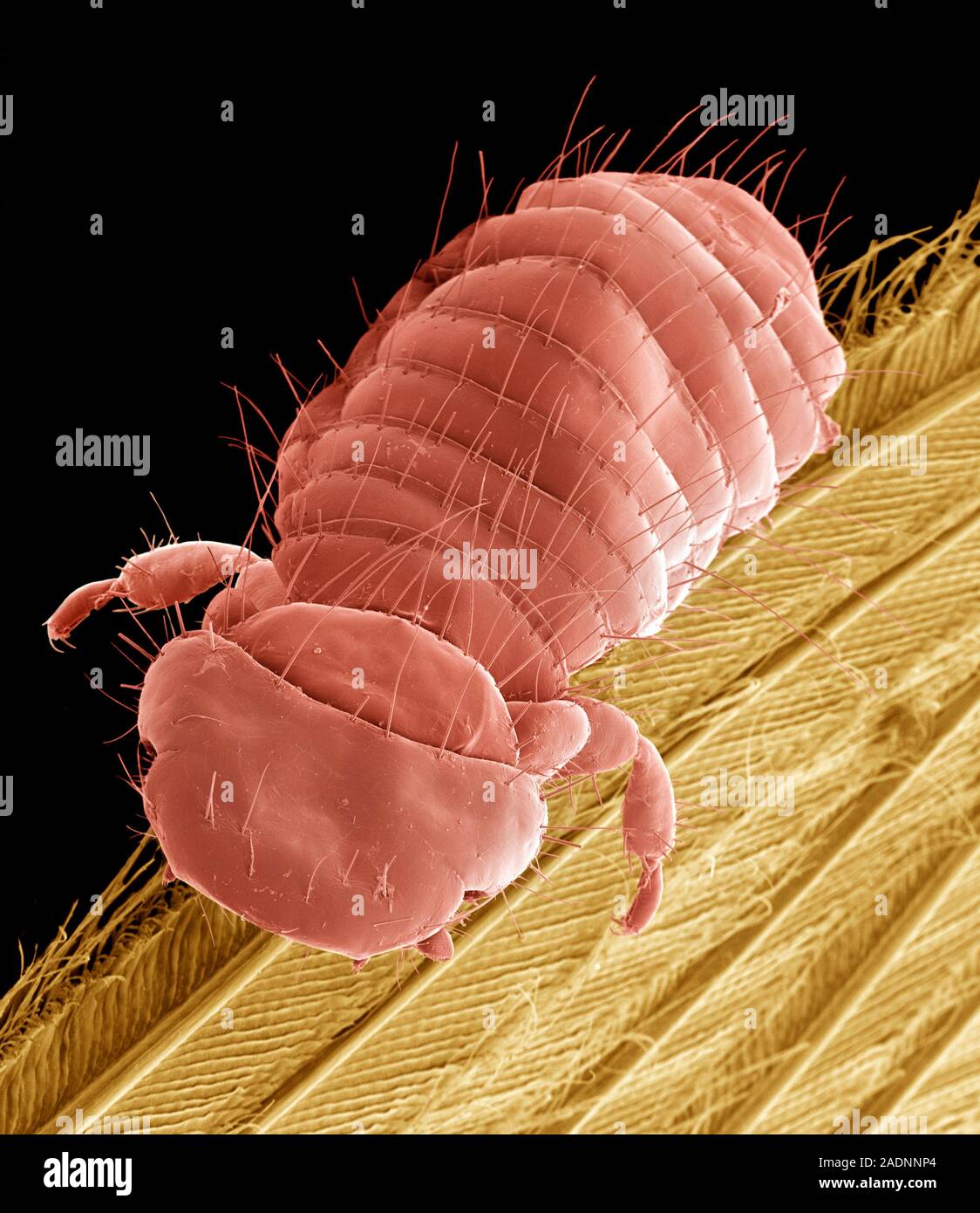 Feather louse nymph. Coloured scanning electron micrograph (SEM) of a ...