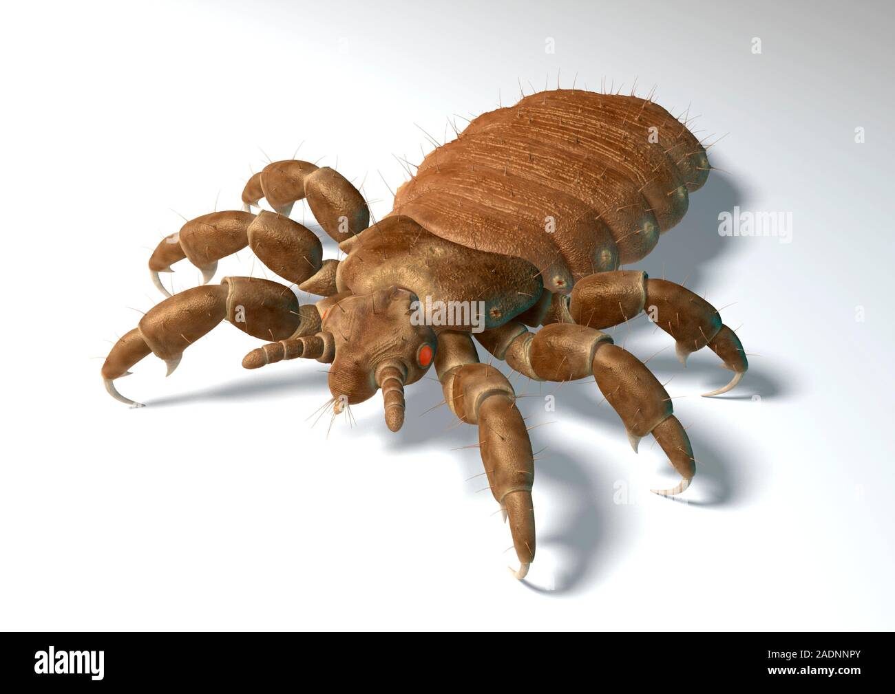 Head louse (Pediculus humanus capitis), computer artwork. Head lice ...