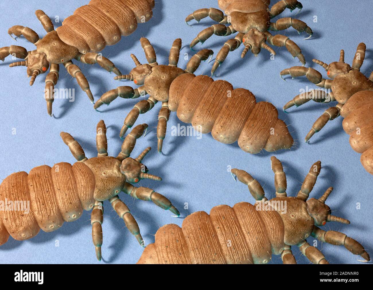 Head lice (Pediculus humanus capitis), computer artwork. Head lice ...