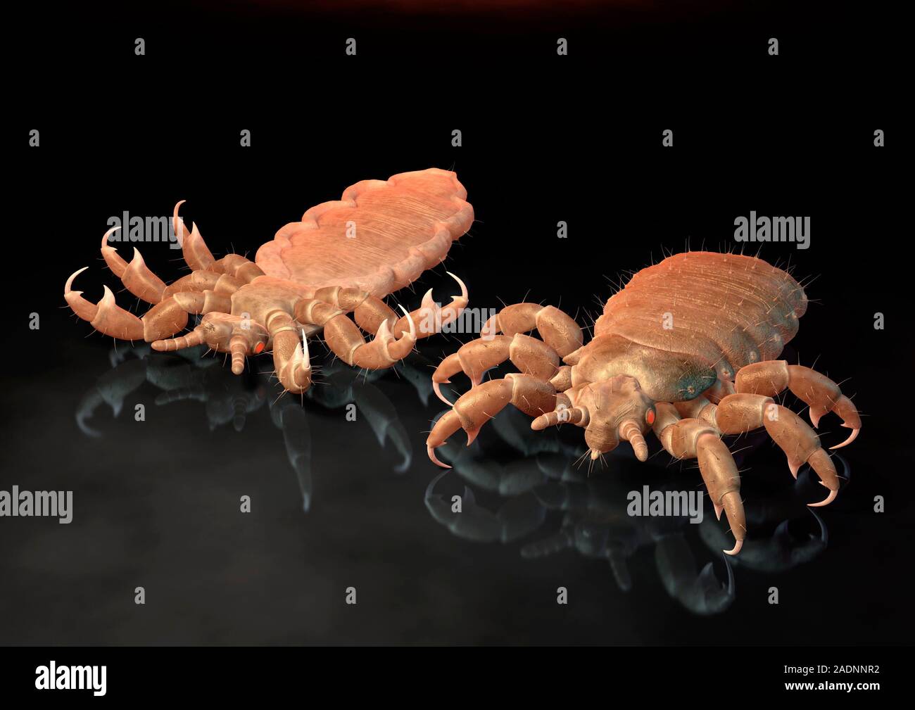 Head lice (Pediculus humanus capitis), computer artwork. The louse at ...