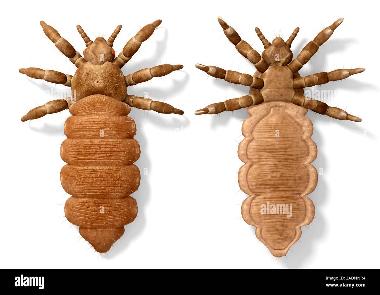 Head lice (Pediculus humanus capitis), computer artwork. The louse at ...