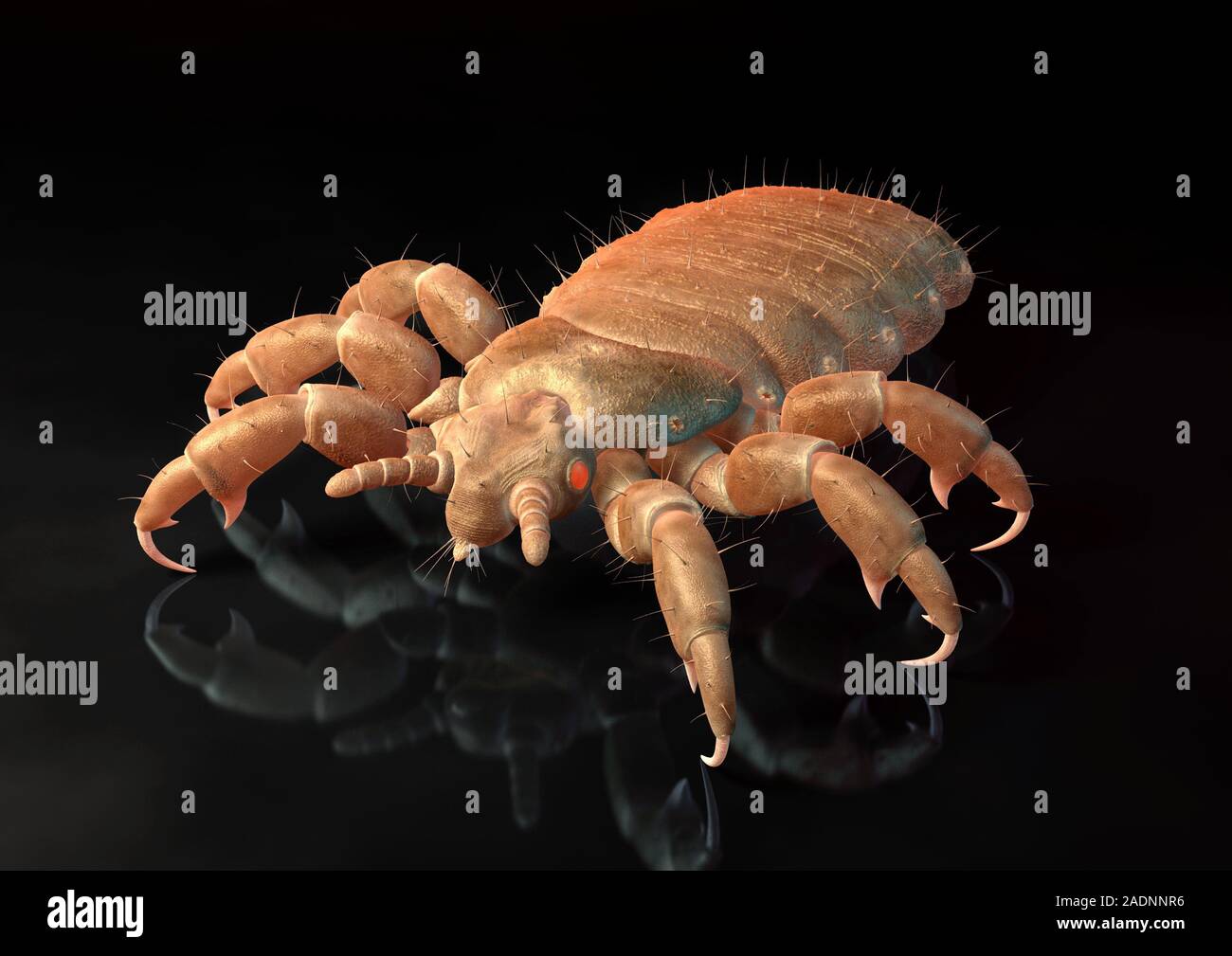 Head louse (Pediculus humanus capitis), computer artwork. Head lice ...