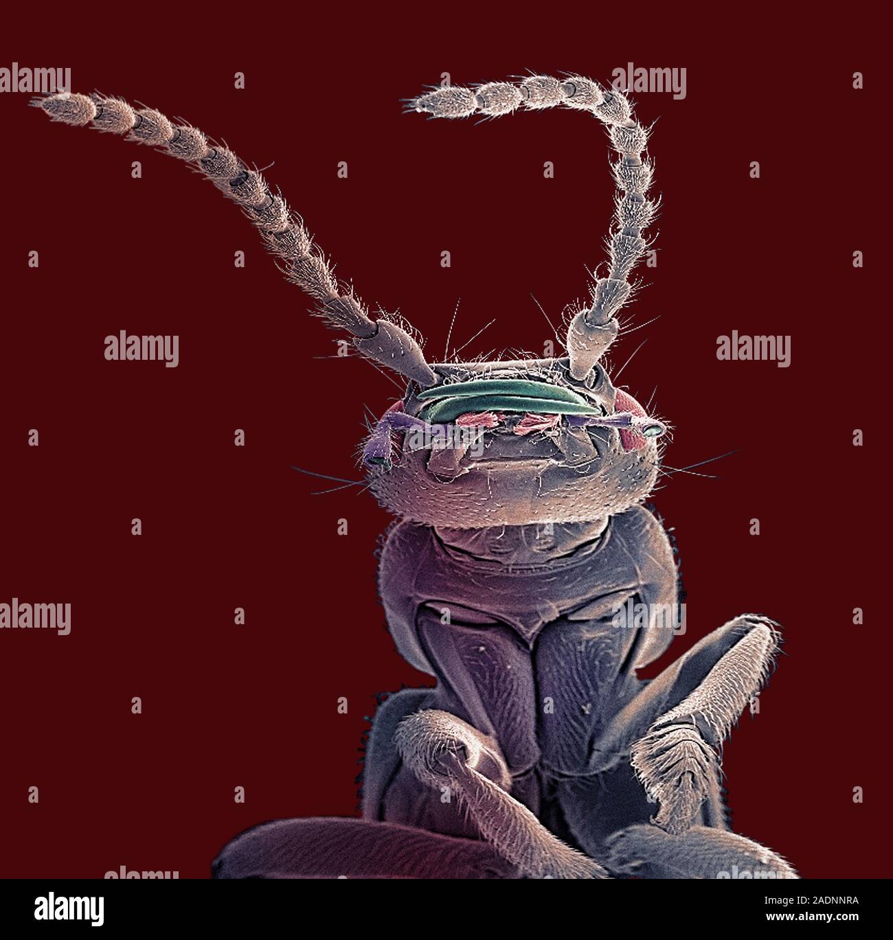 Earwig. Coloured scanning electron micrograph (SEM) of an unidentified ...