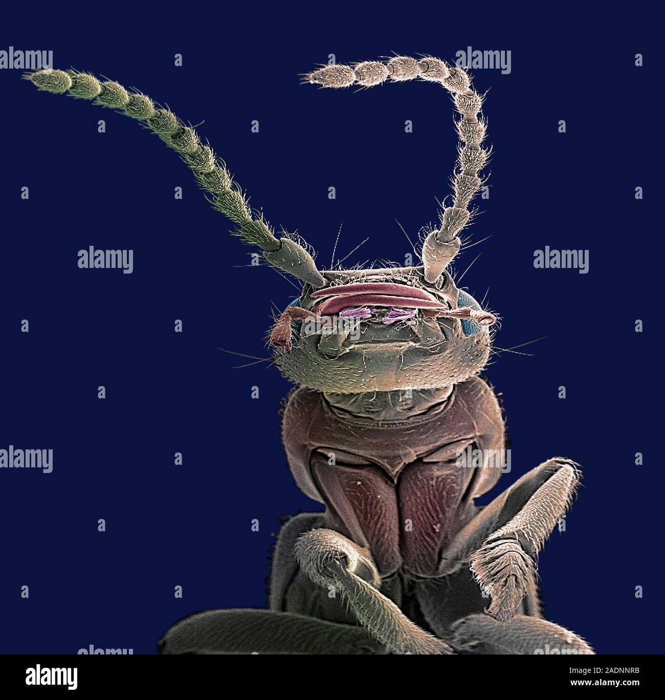 Earwig. Coloured scanning electron micrograph (SEM) of an unidentified ...