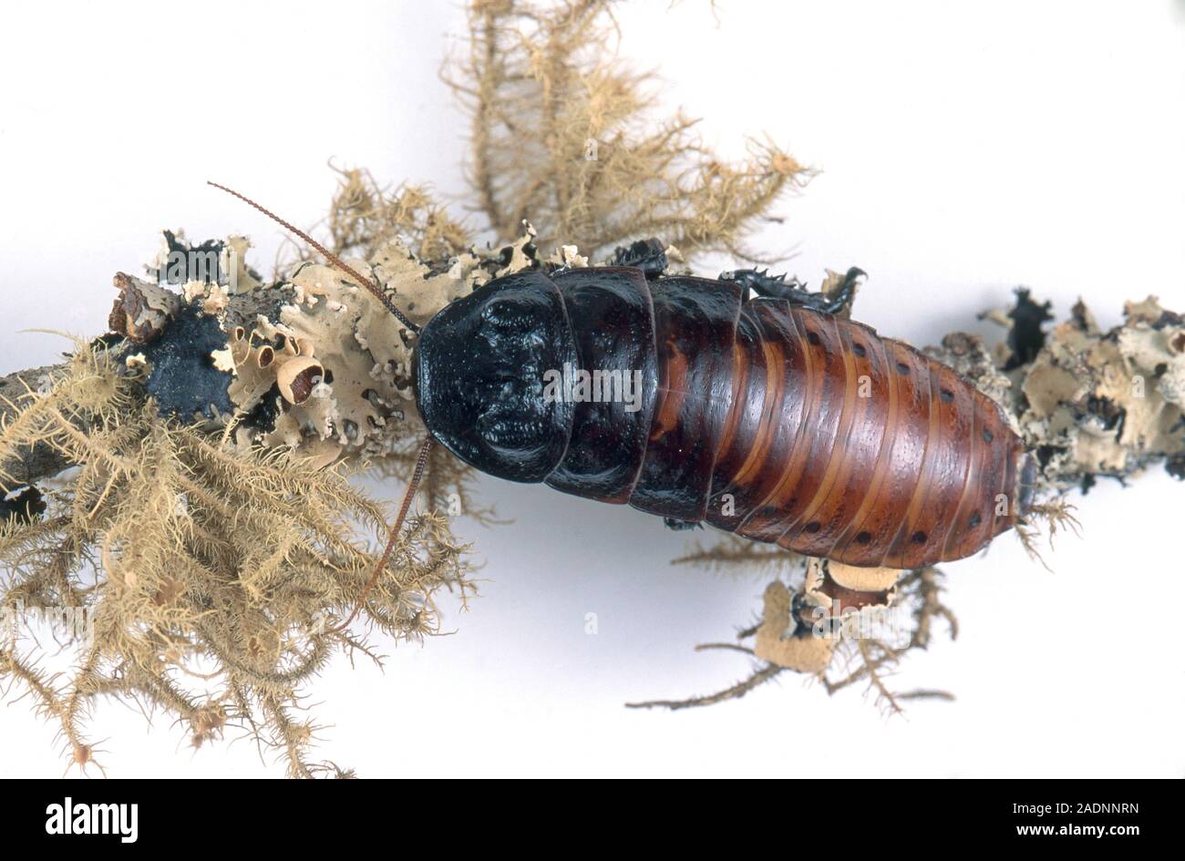 Blatella germanica, a pregnant, female, German cockroach, feeding on ...