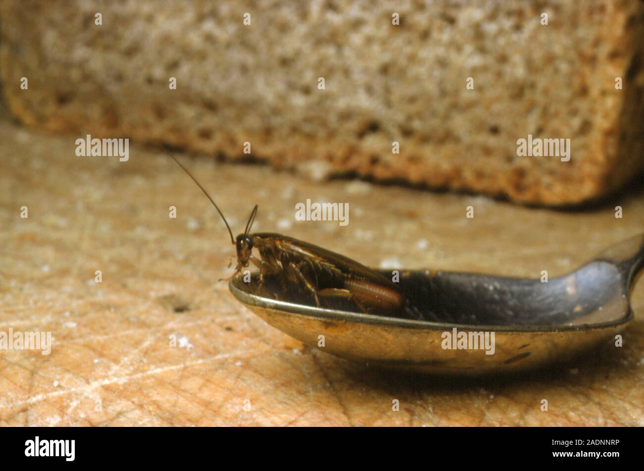 The German cockroach Blatella germanica, a pregnant female. The ...