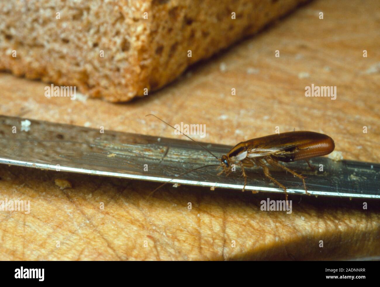 Blatella germanica (pregnant female), the German cockroach, crawling ...