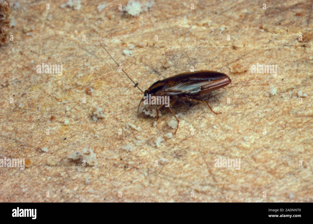 The German cockroach Blatella germanica, a pregnant female. The ...