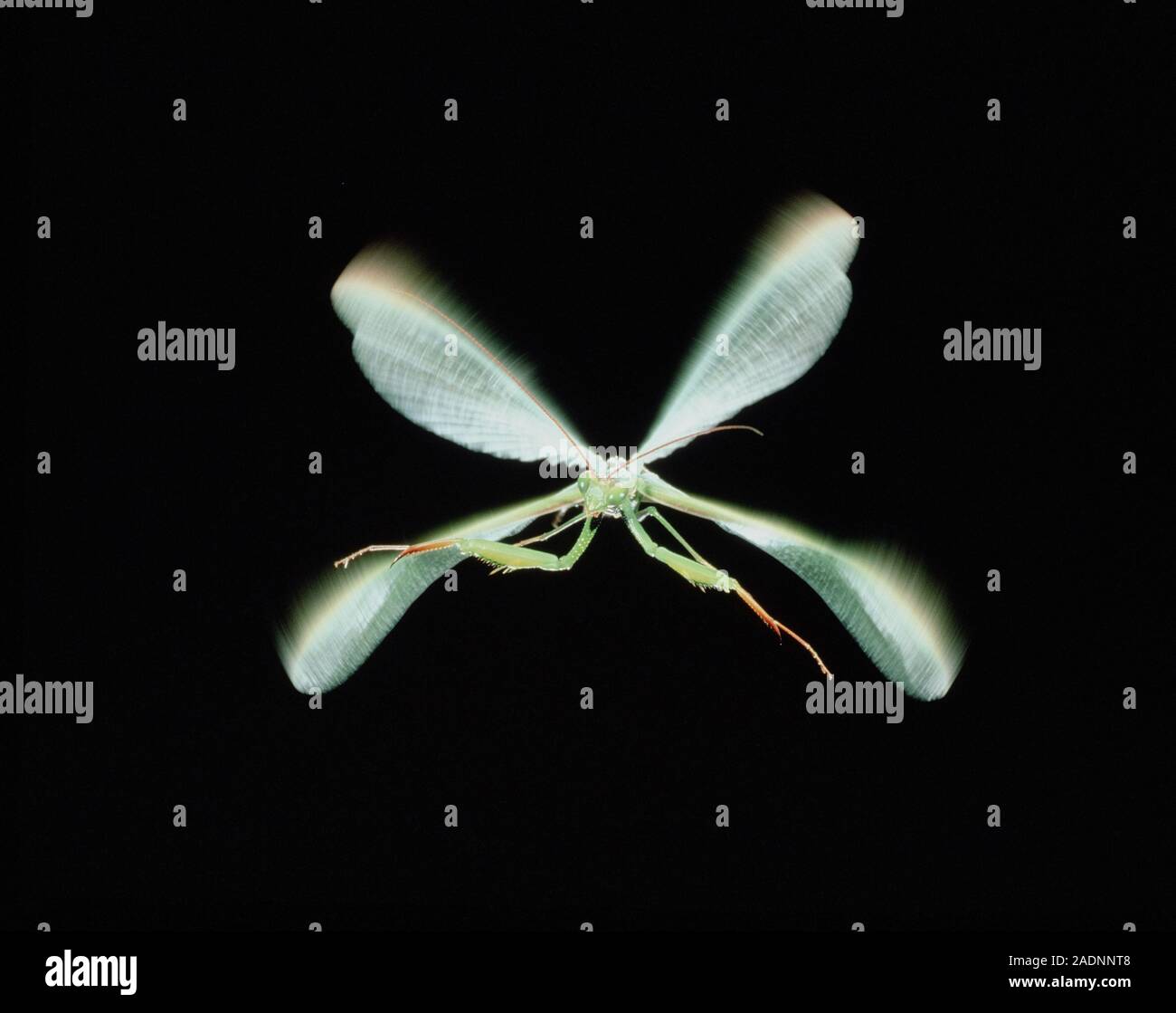 High-speed photograph of a male praying mantis in flight. The mantids ...