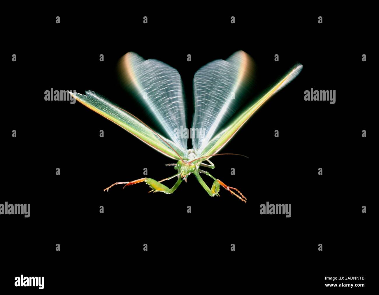High-speed photograph of a male praying mantis in flight. The mantids ...