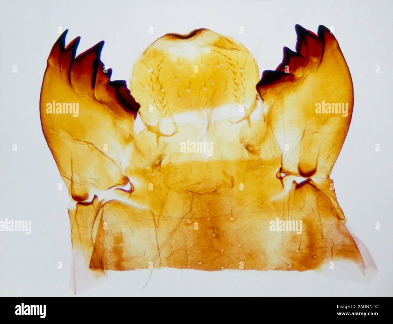 Light micrograph of the mouthparts of an unidentified species of ...