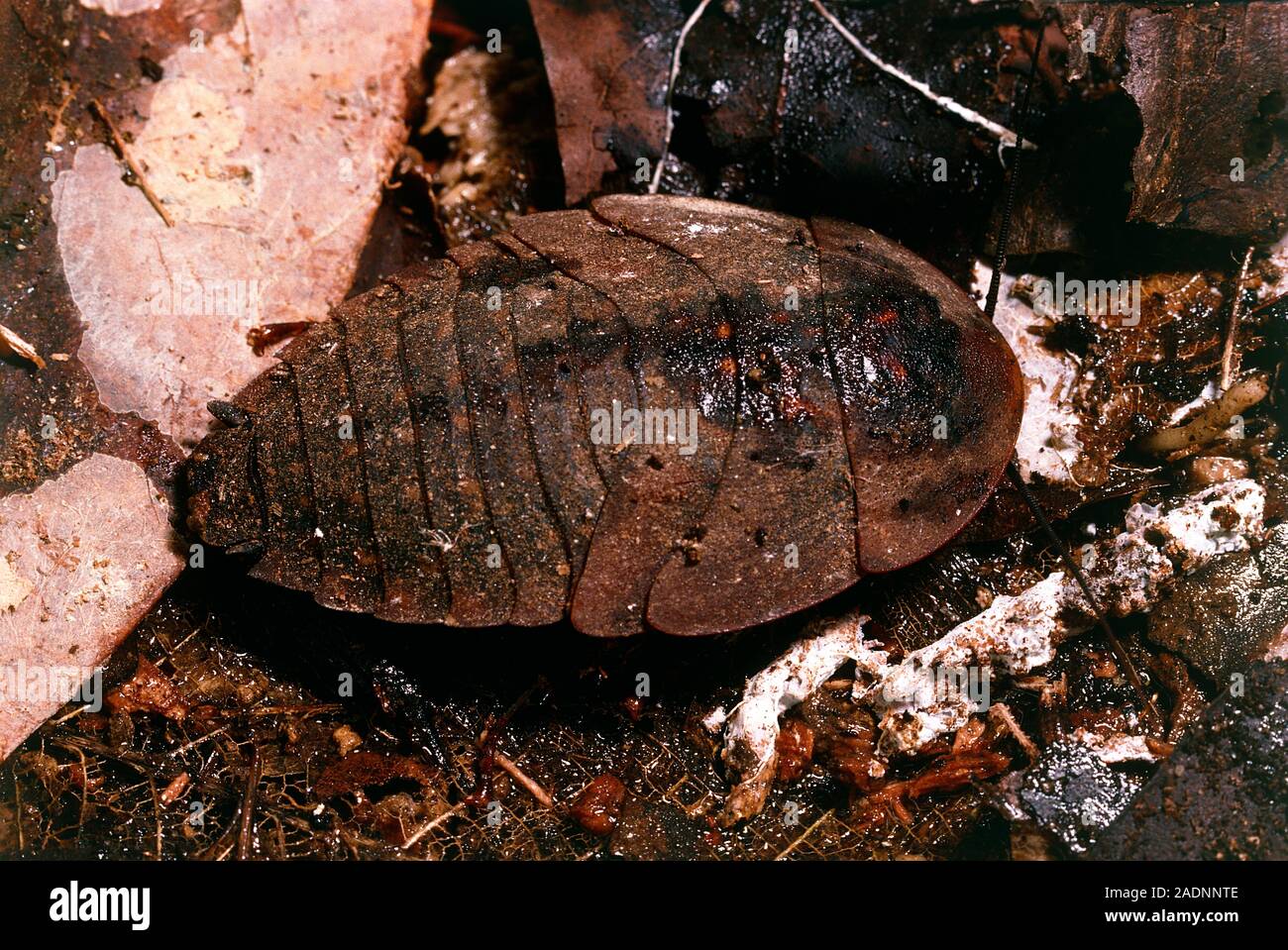 A nymph of the giant cockroach, Blaberus giganteus, family Blattidae ...