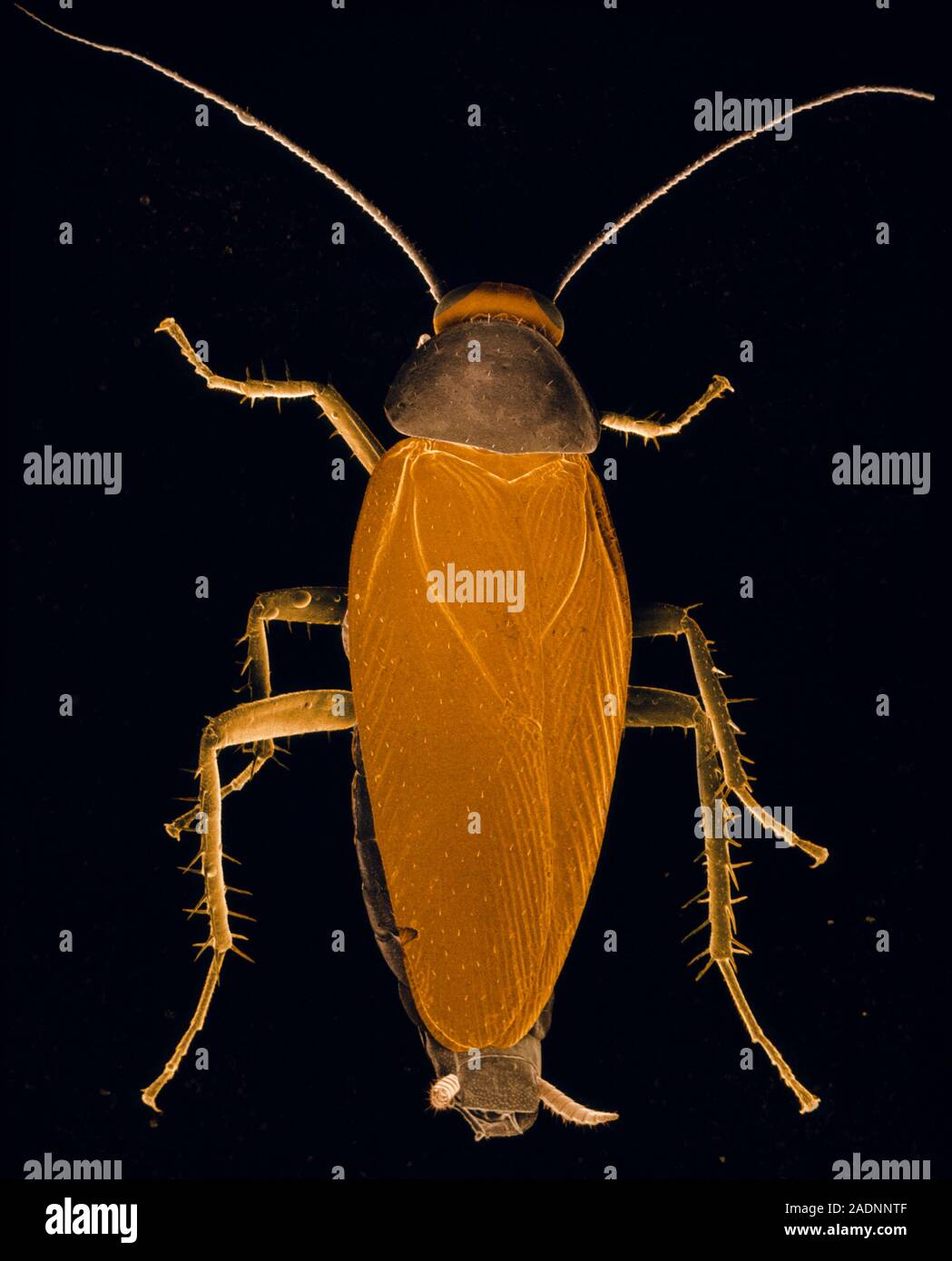False-colour scanning electron micrograph of the American cockroach ...