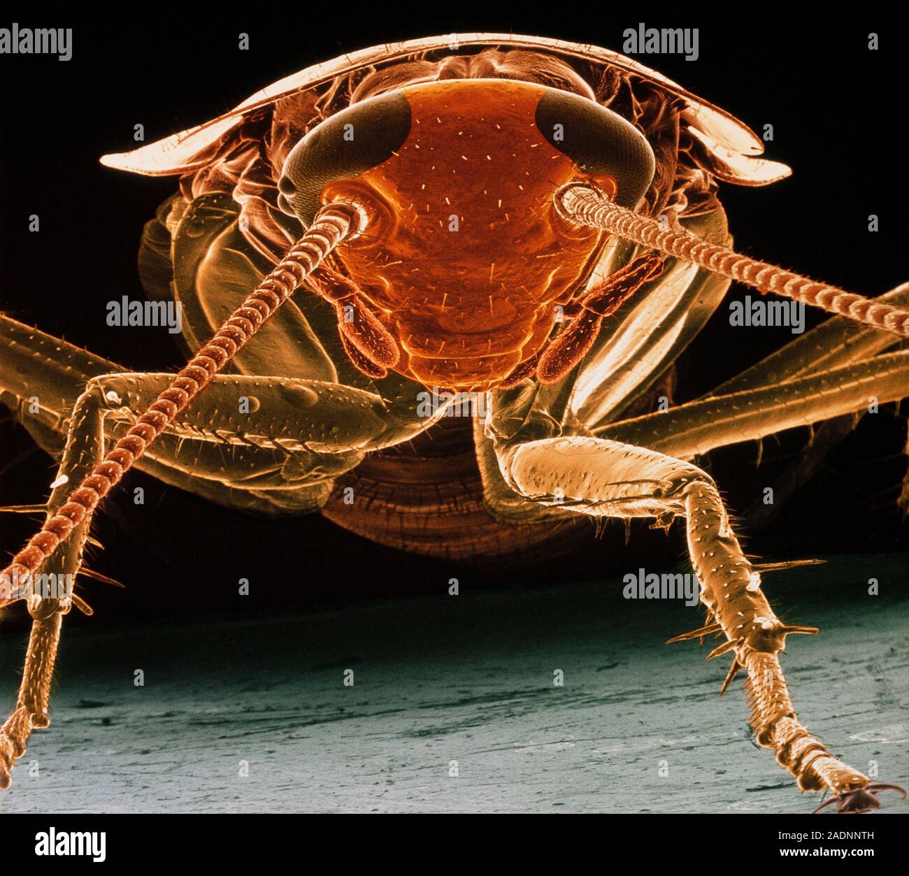 False-colour scanning electron micrograph of the American cockroach ...
