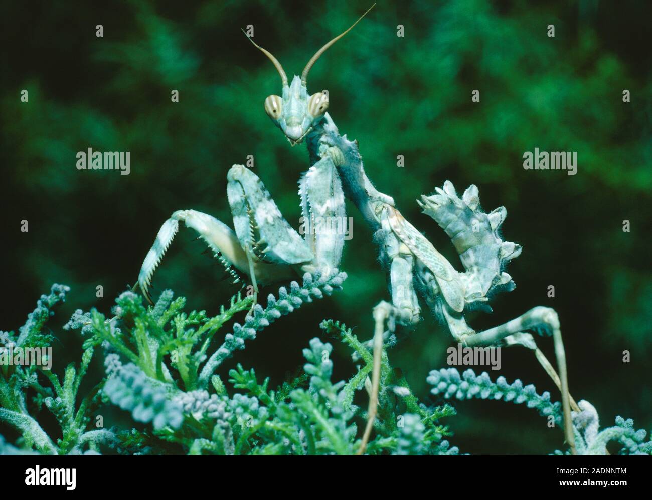 Praying mantis from Saudi Arabia camouflaged among plants. This mantis ...