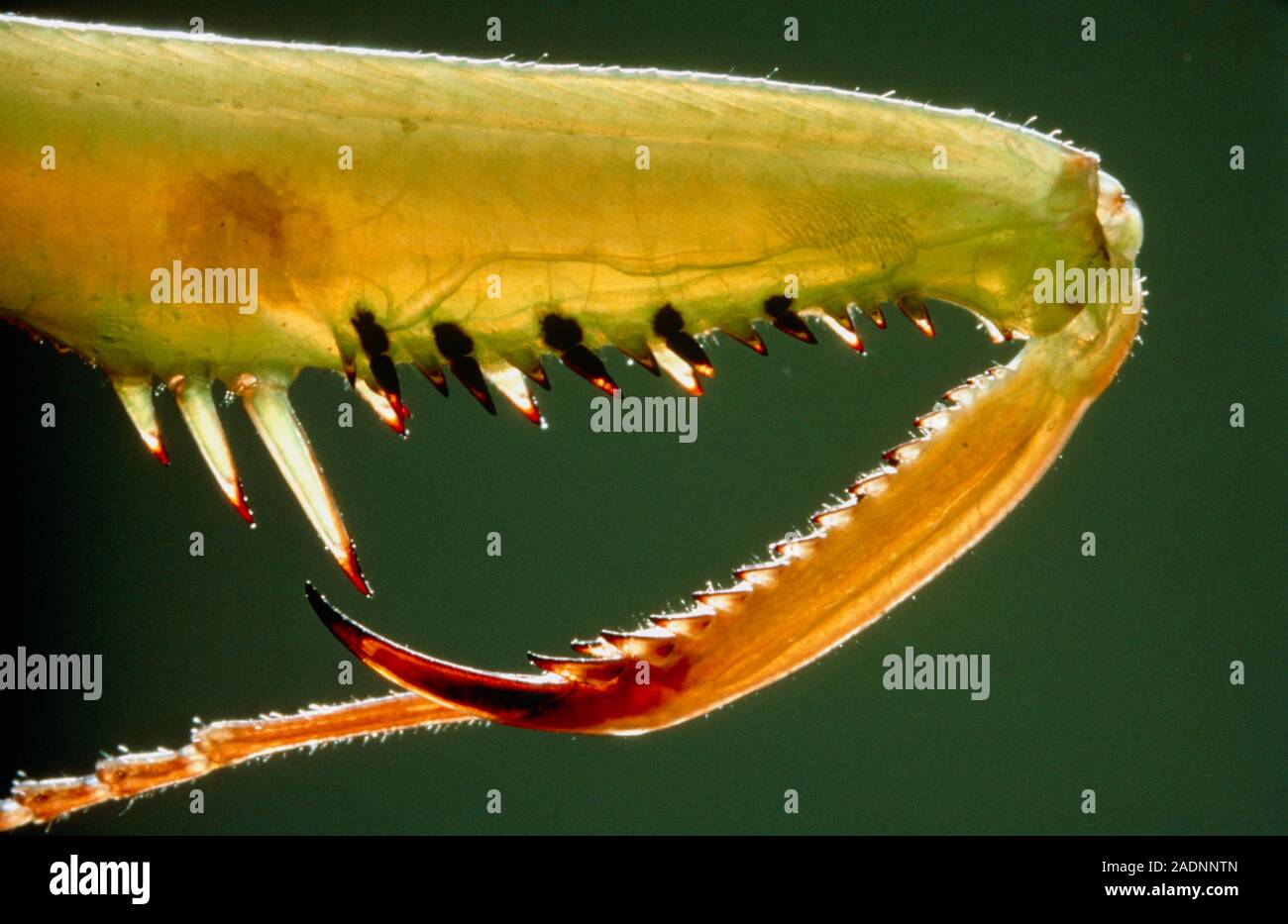 Macrophotograph of the predatory limb of the praying mantis, Mantis ...