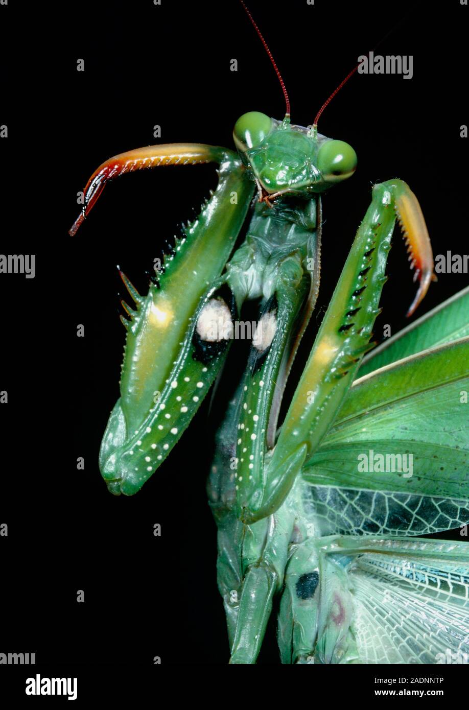 The praying mantis Mantis religiosa in an intimi- dation posture. This ...